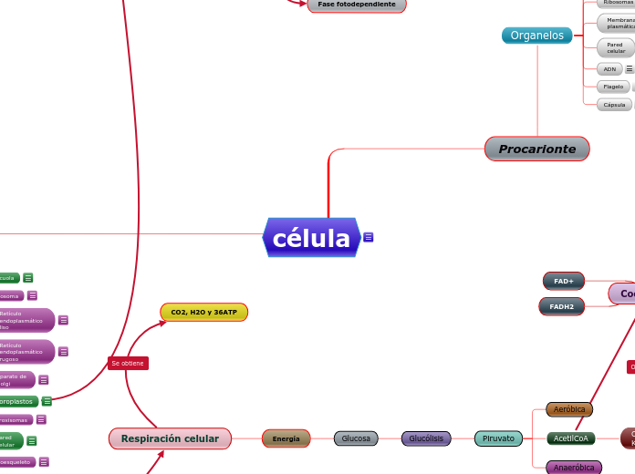 célula - Mind Map
